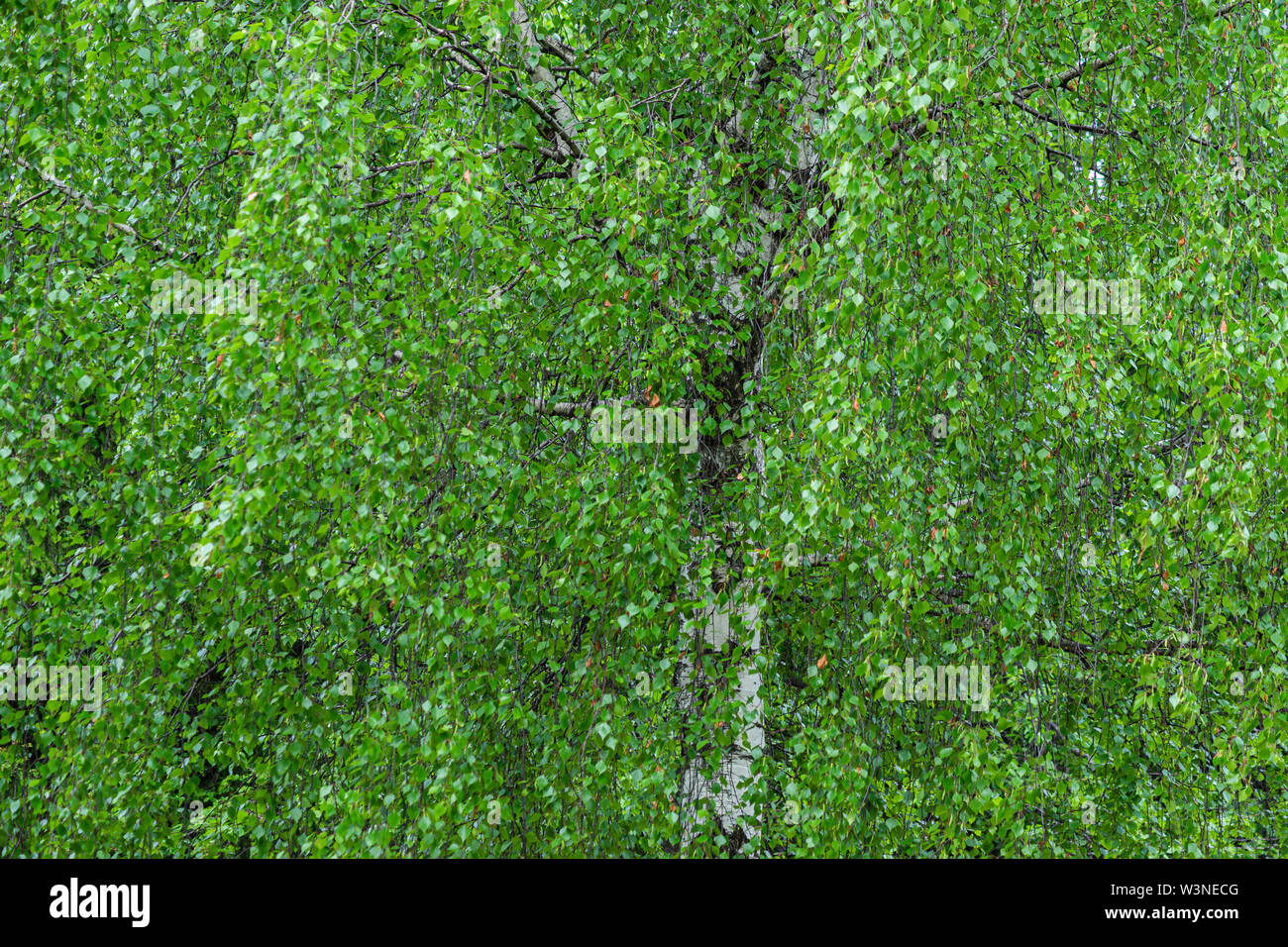Birch tree pattern hi-res stock photography and images - Alamy