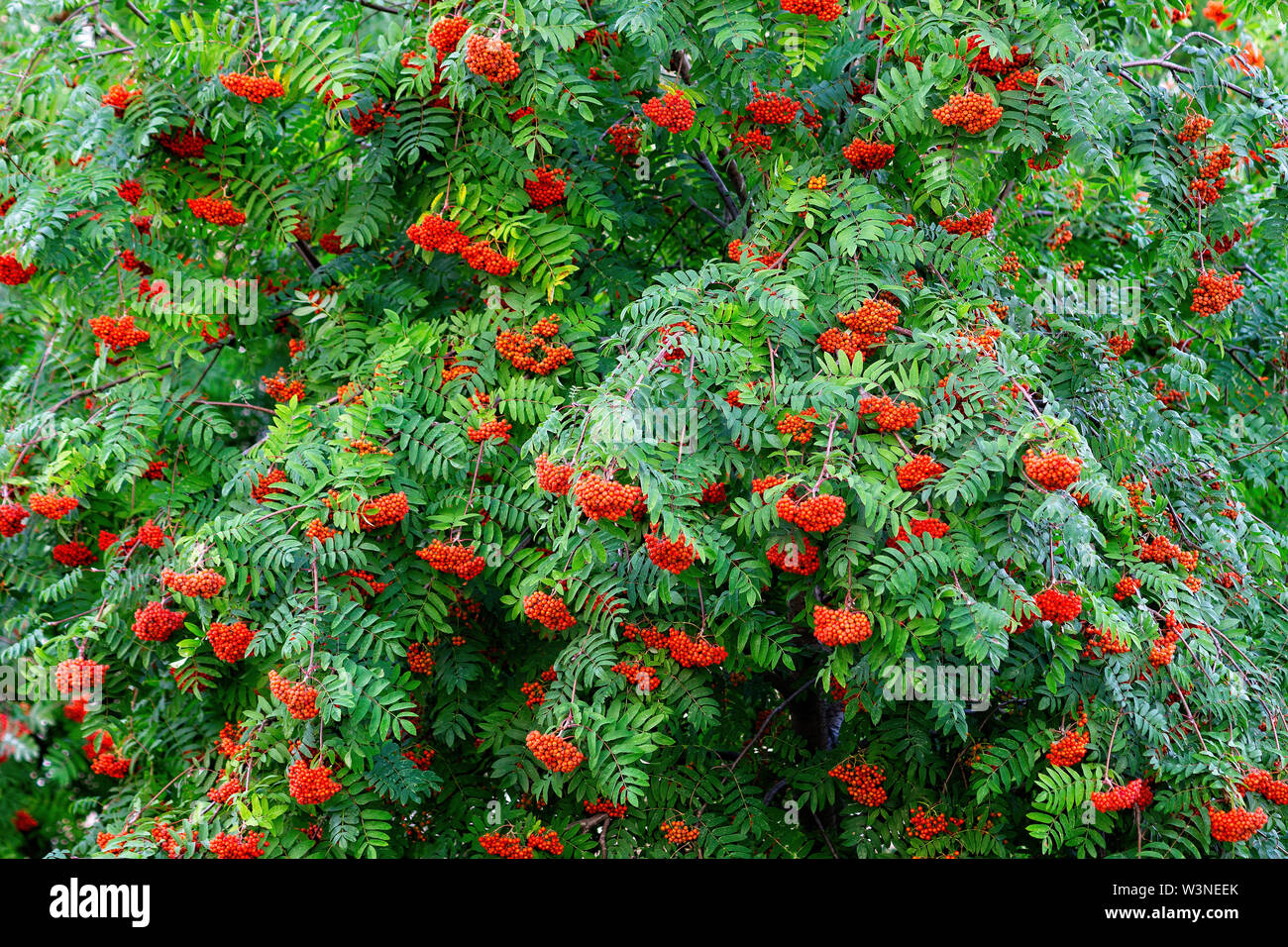 Tree scene wallpaper pattern hi-res stock photography and images - Alamy