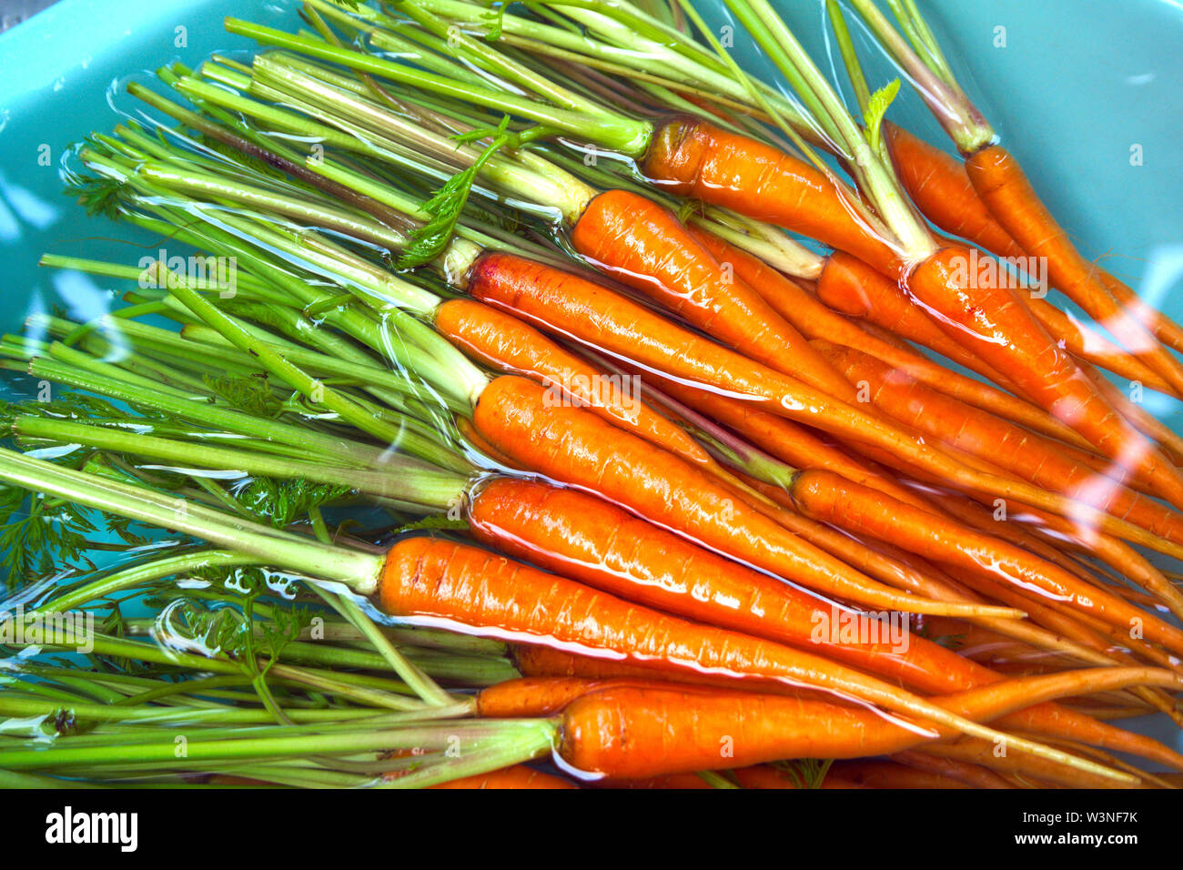 Washing carrots hi-res stock photography and images - Alamy