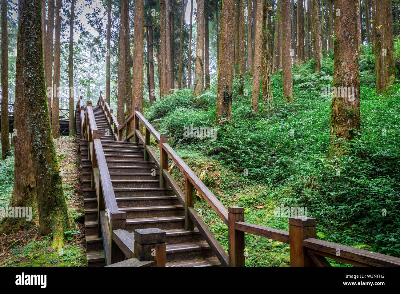 Wooden stair set on slope of hill inside tropical rainforest Stock ...