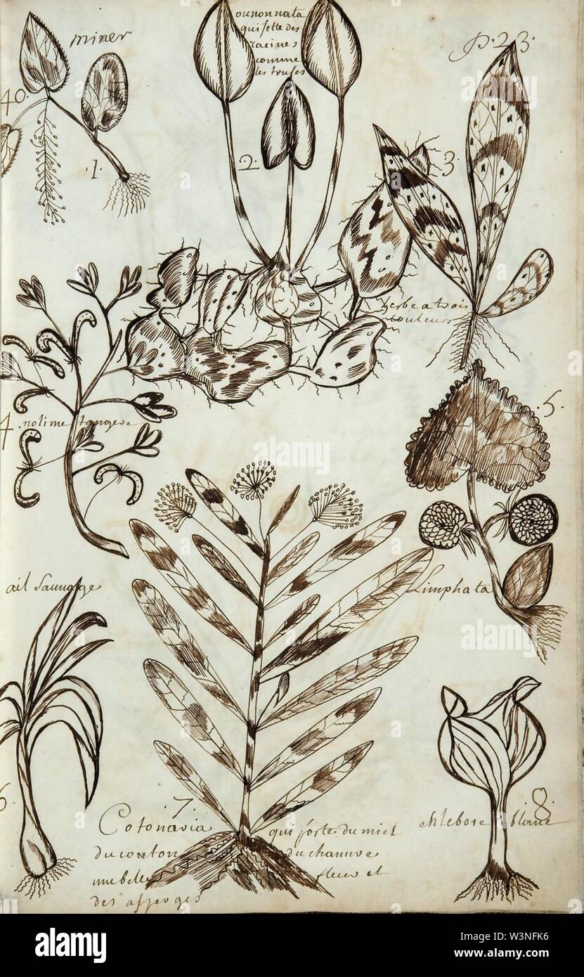 Codex canadensis, p. 23 Stock Photo - Alamy