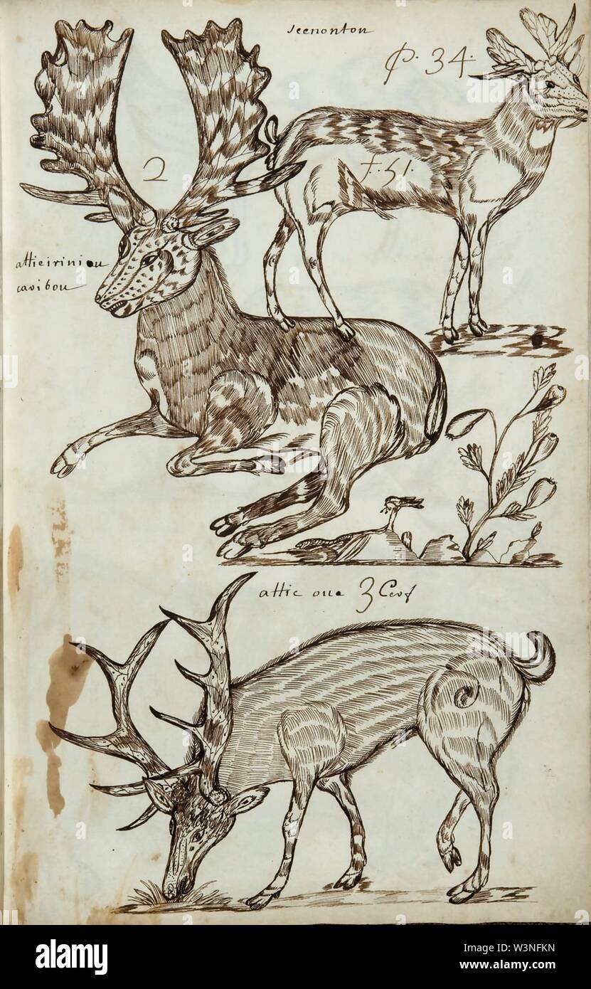 Codex canadensis, p. 34 Stock Photo - Alamy