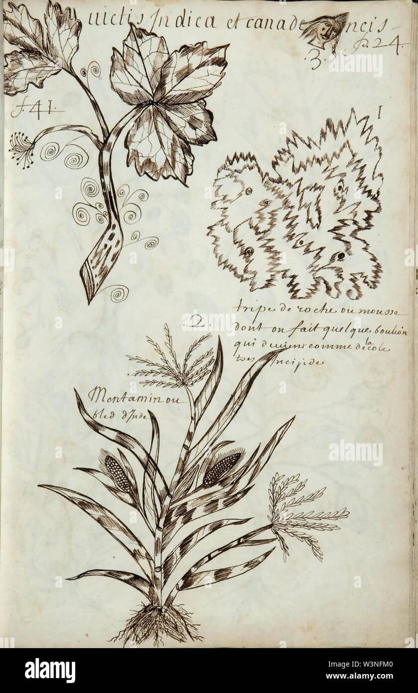 Codex canadensis, p. 24 Stock Photo - Alamy