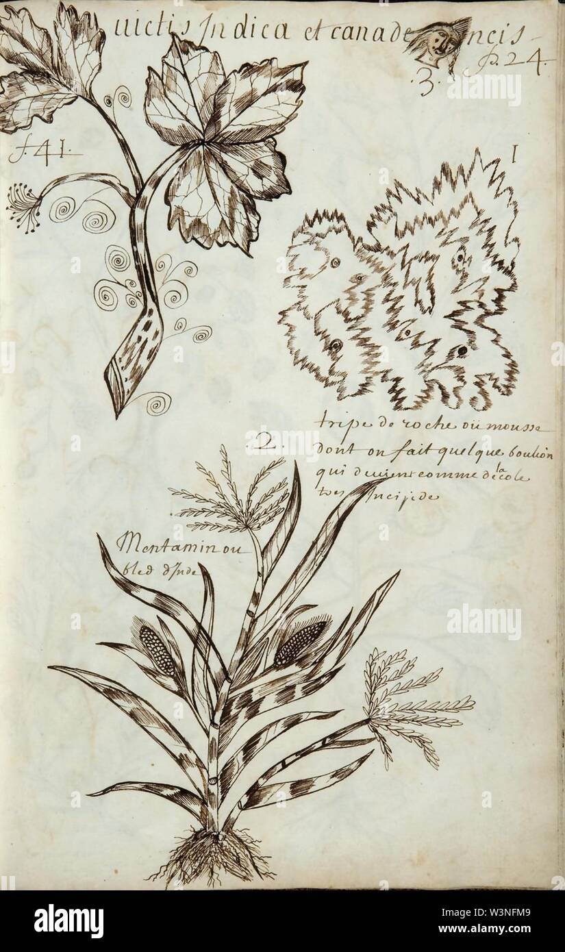 Codex canadensis, p. 25 Stock Photo - Alamy
