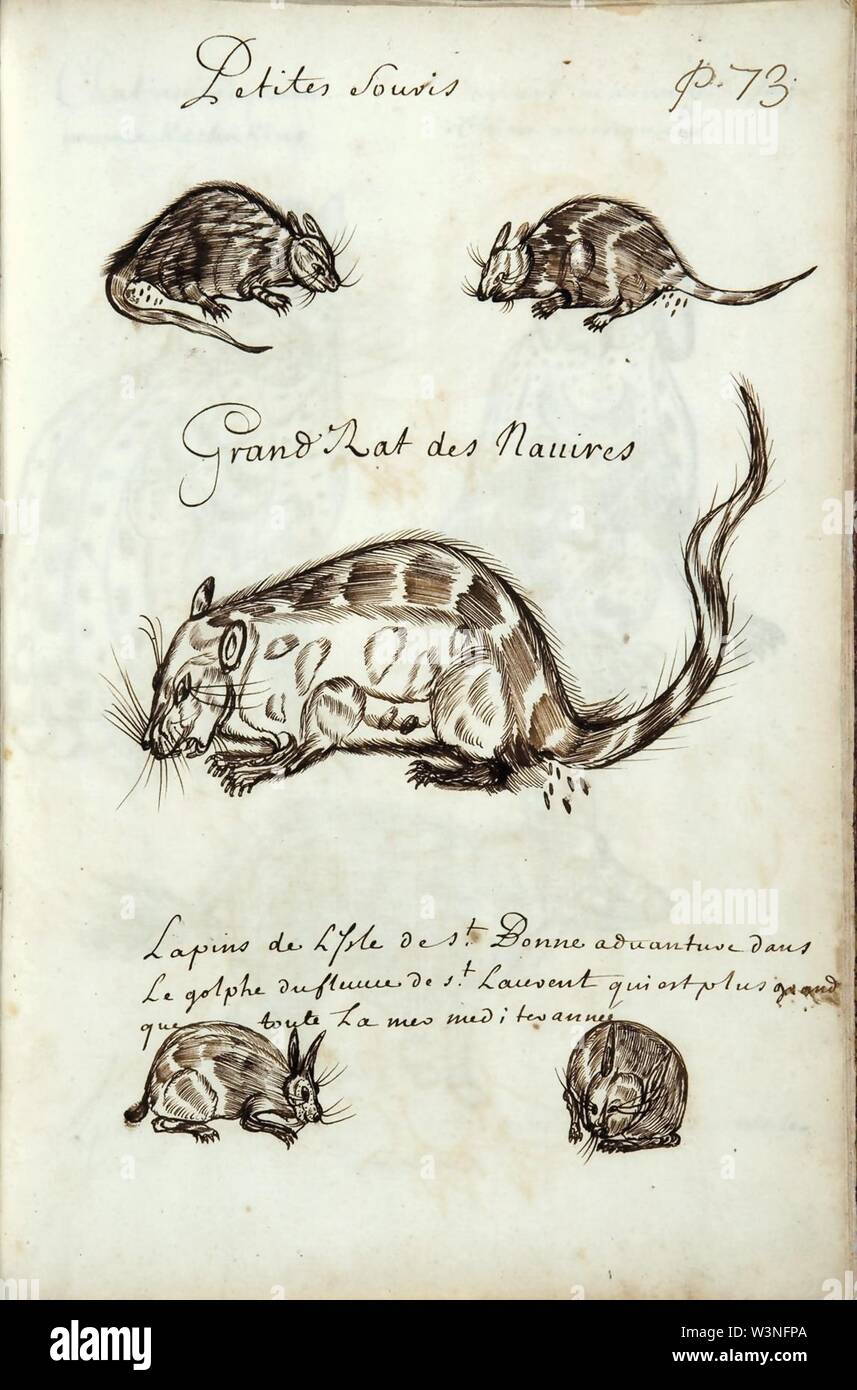 Codex canadensis, p. 73 Stock Photo - Alamy