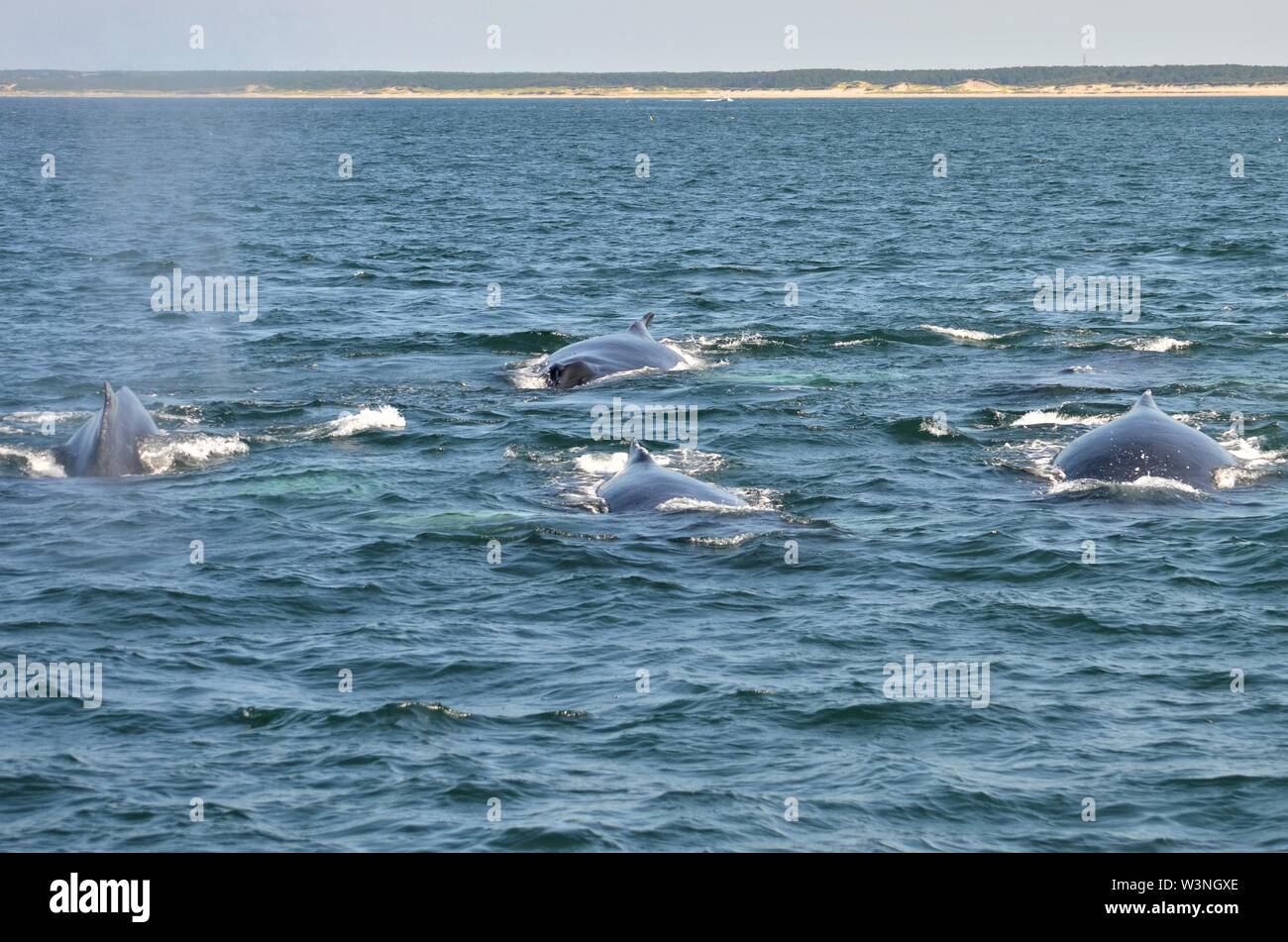 A Pod of Humpback Whales make their way through the feeding grounds of ...