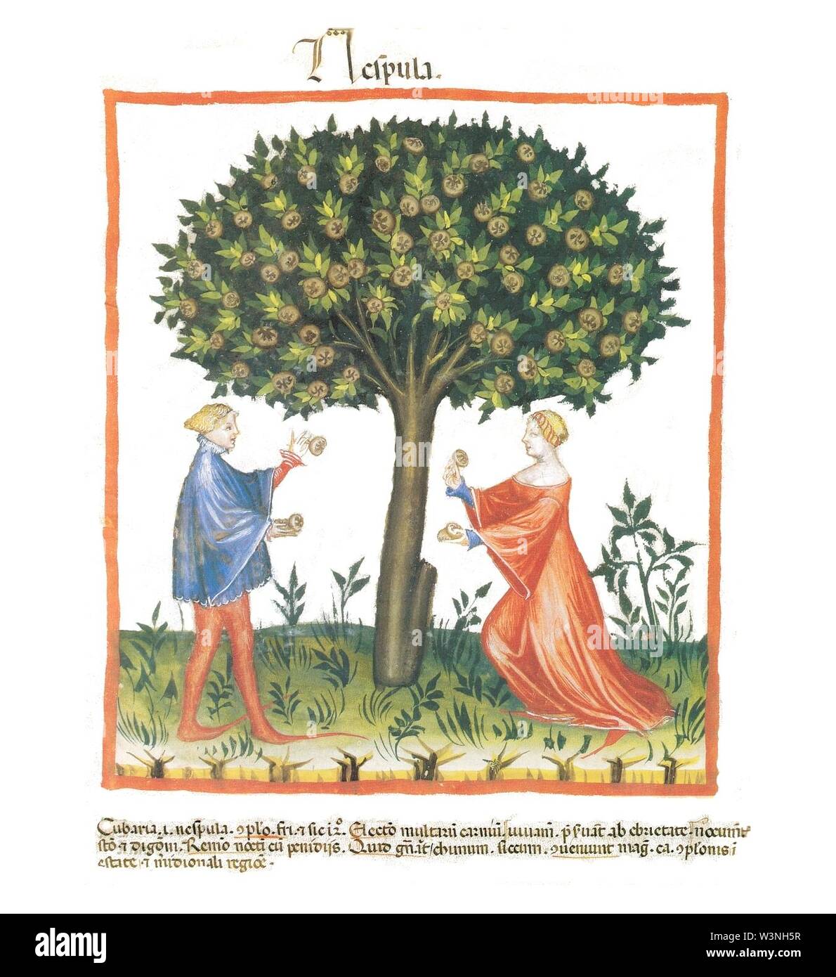 Nespula hi-res stock photography and images - Alamy