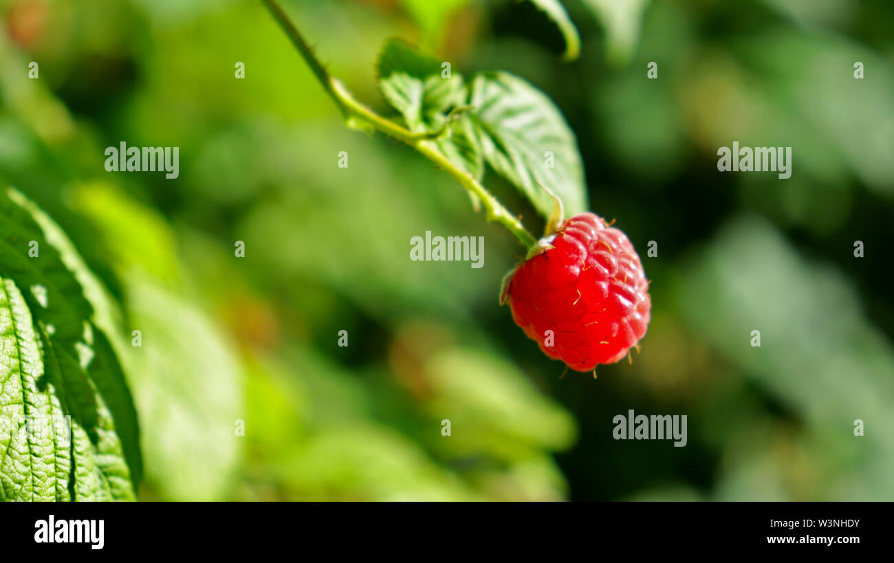 A single raspberry, shining brightly in the afternoon sun Stock Photo ...