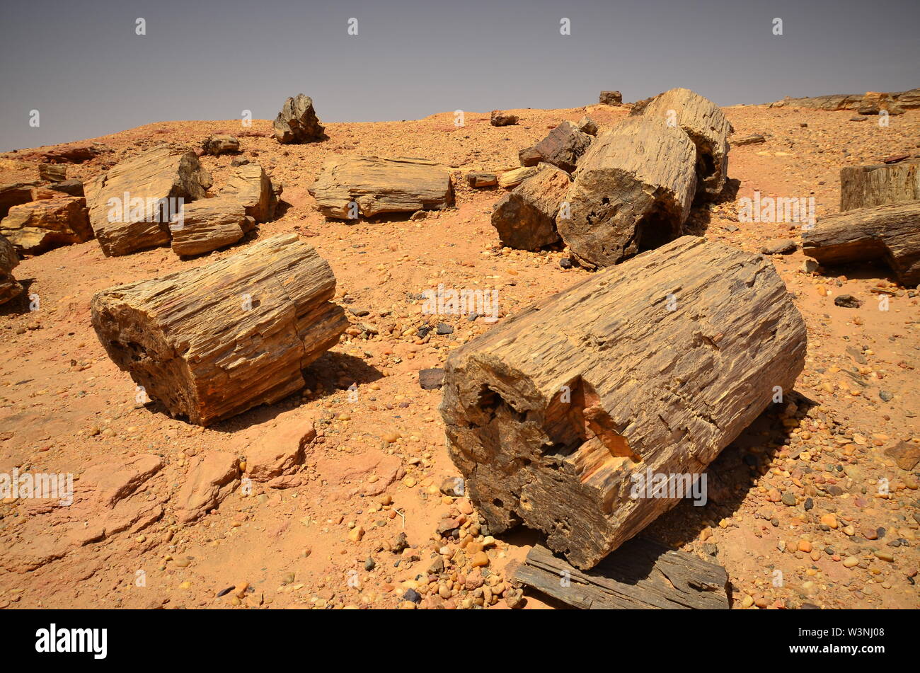 Fossilised tree hi-res stock photography and images - Alamy