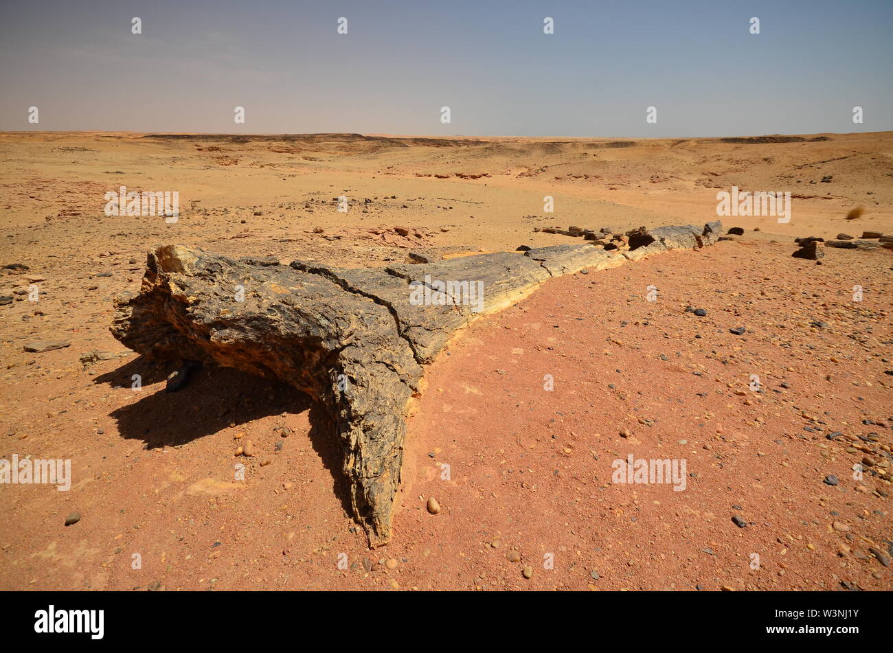 Fossilised tree hi-res stock photography and images - Alamy