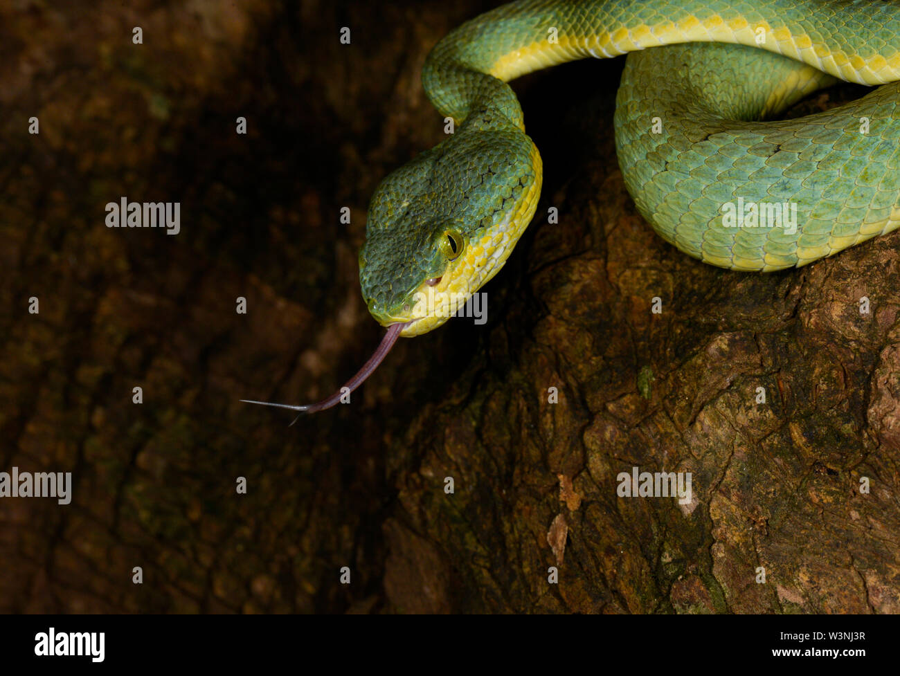 Bamboo Pit Viper Snake seen at Matheran ,Maharashtra,India Stock Photo ...