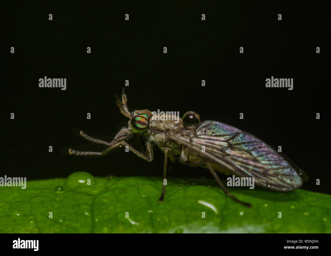 Ulidiid Fly Seen at Thane,Maharashtra,India Stock Photo - Alamy