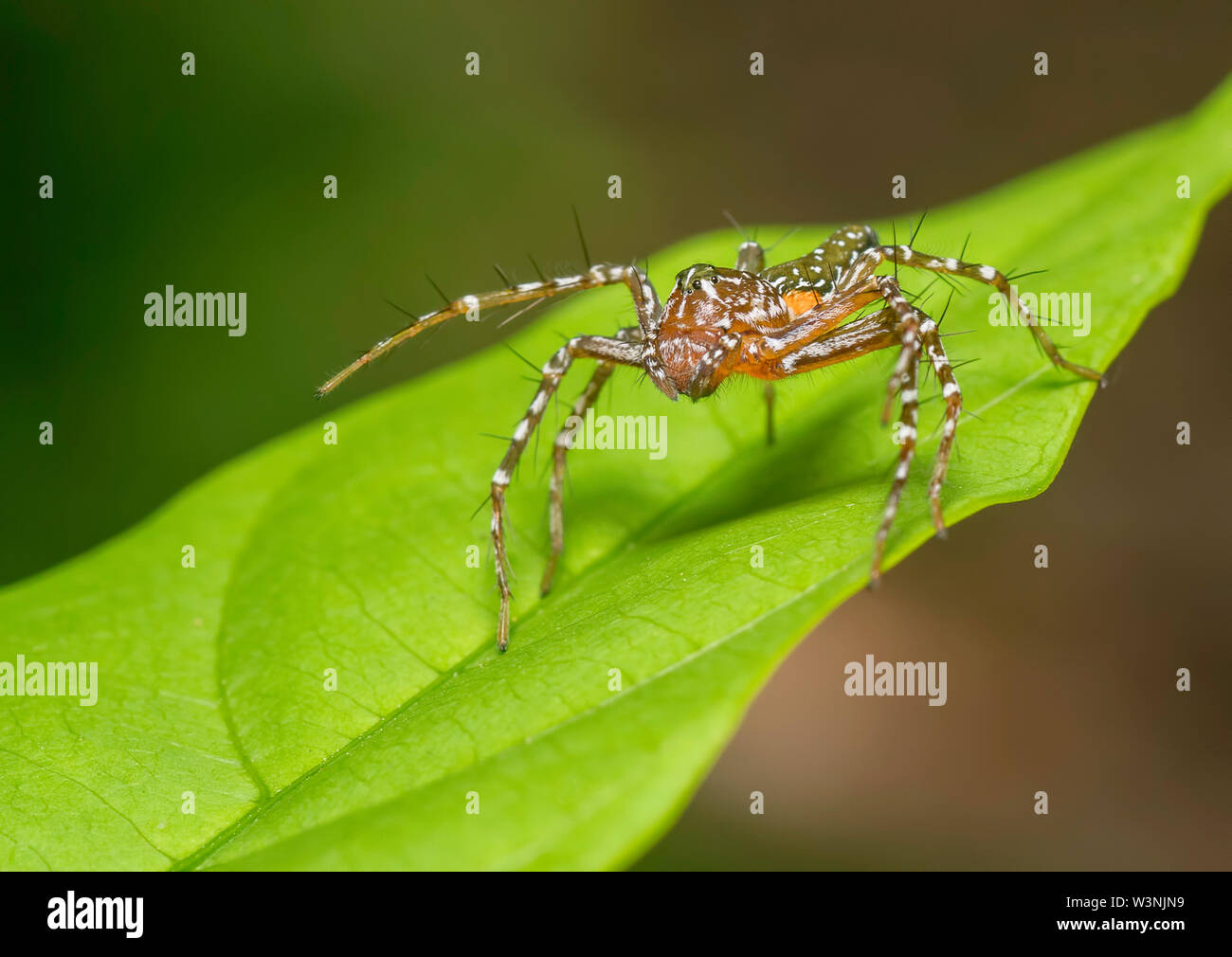 Lynx Spider Seen at Thane,Maharashtra,India Stock Photo - Alamy
