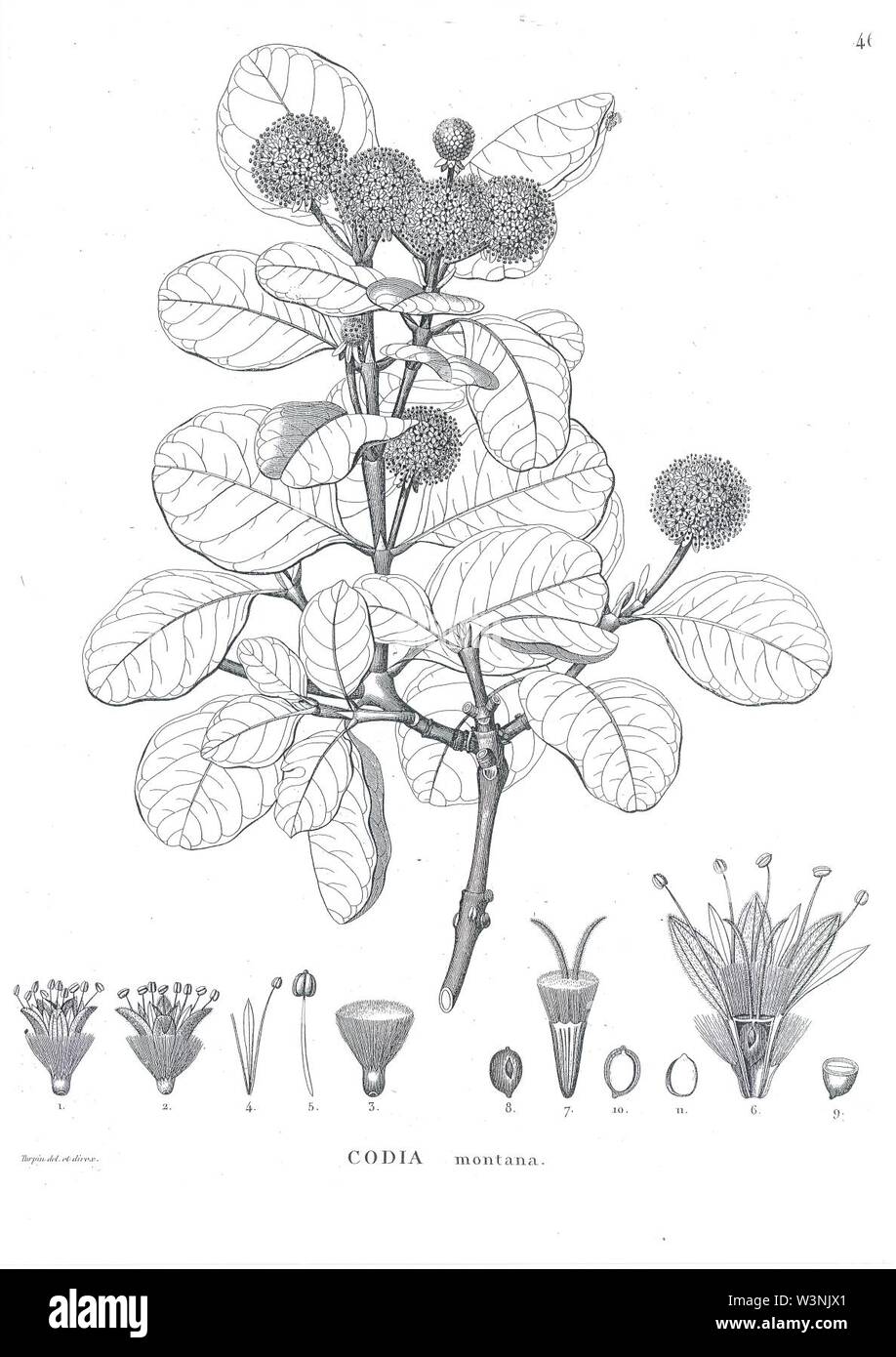 Codia hi-res stock photography and images - Alamy