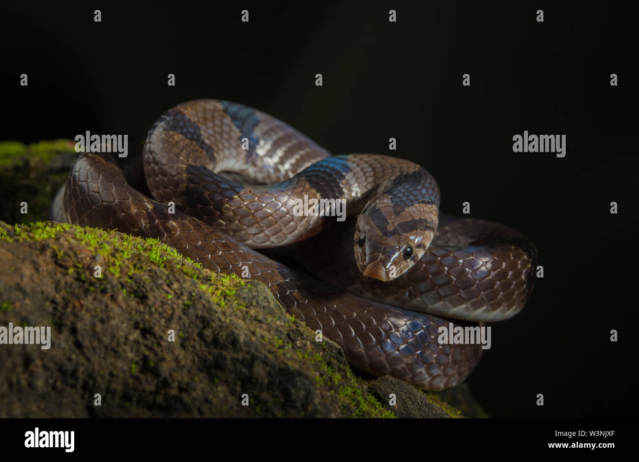 Banded Kukri Snake seen at Thane,Maharashtra,India Stock Photo - Alamy