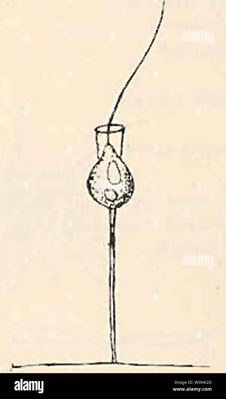 Codonosiga botrytis hi-res stock photography and images - Alamy