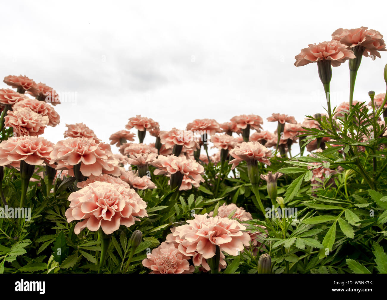 The marigolds field, sweet pink color flower Stock Photo - Alamy