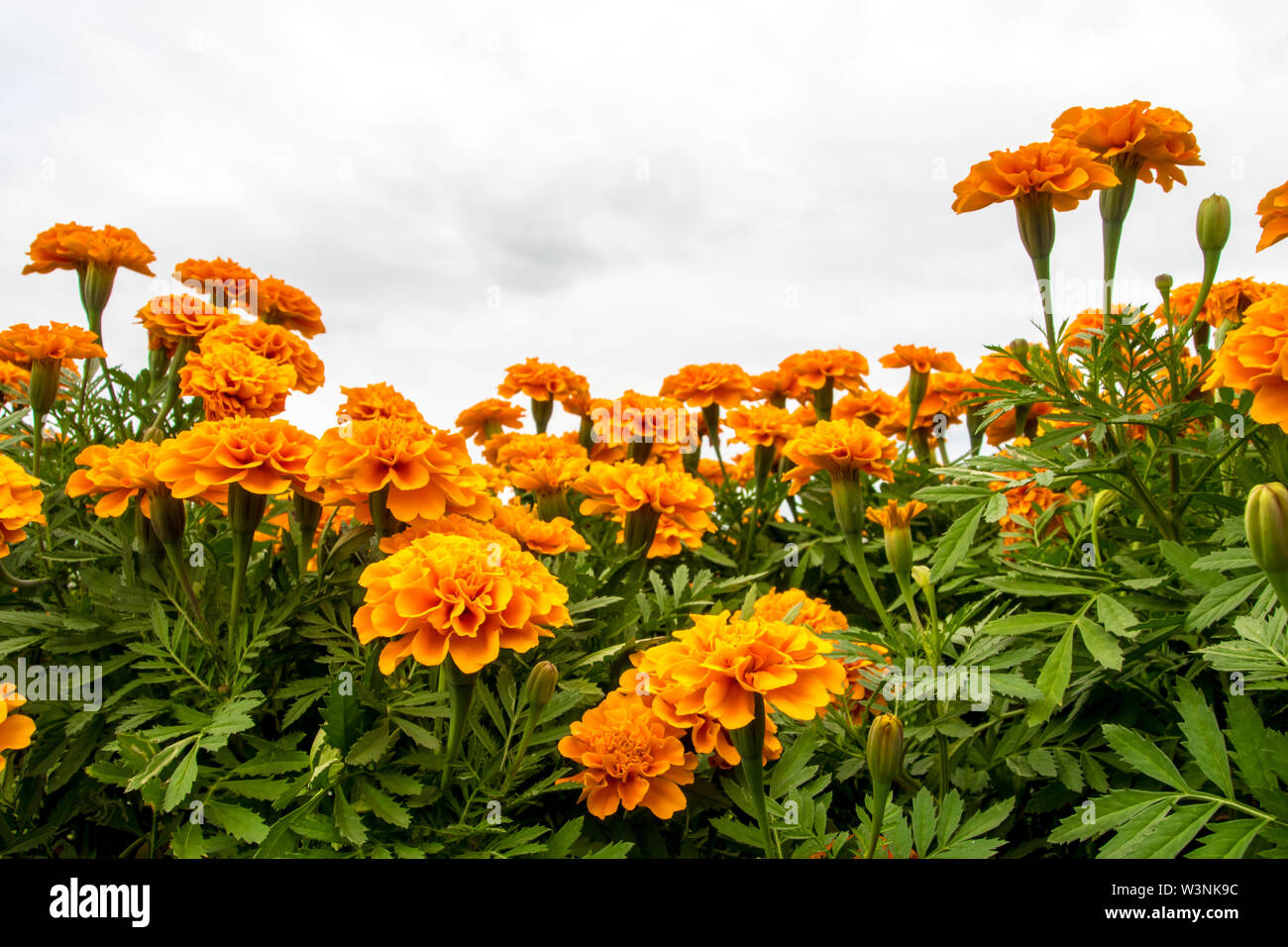 The marigolds field, vivid orange color flower Stock Photo - Alamy