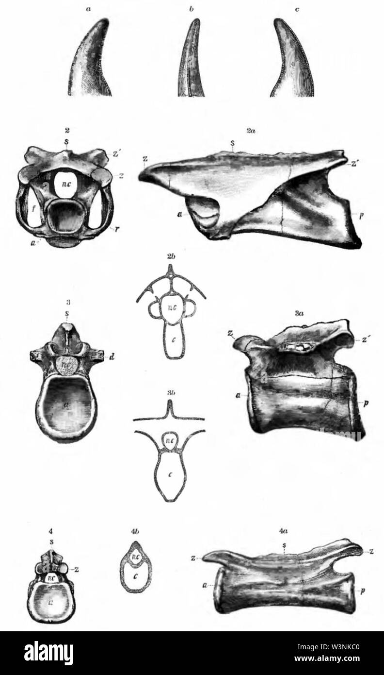Coelurus High Resolution Stock Photography and Images - Alamy