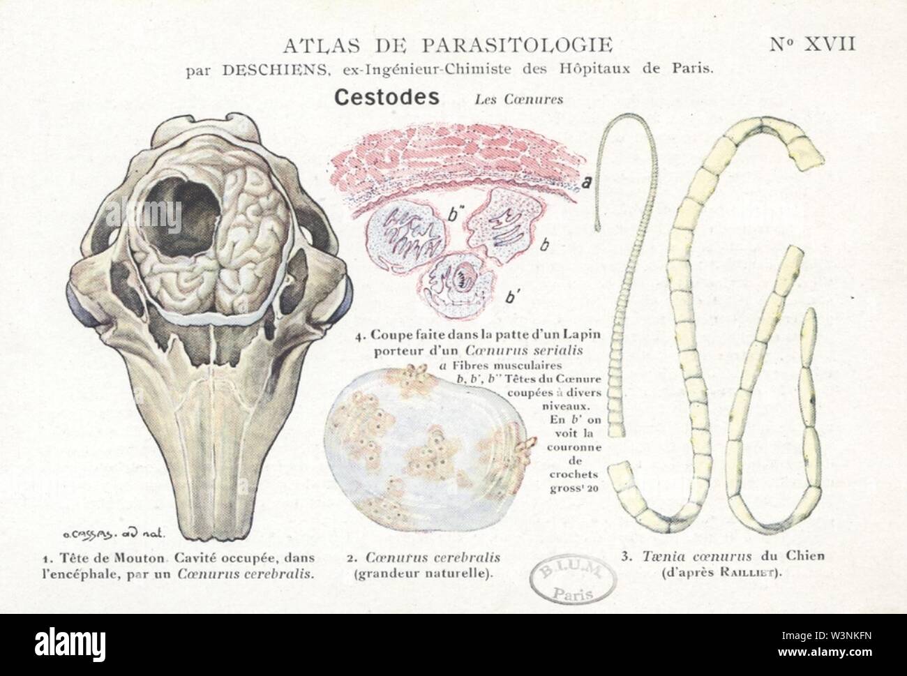 Coenurus hi-res stock photography and images - Alamy