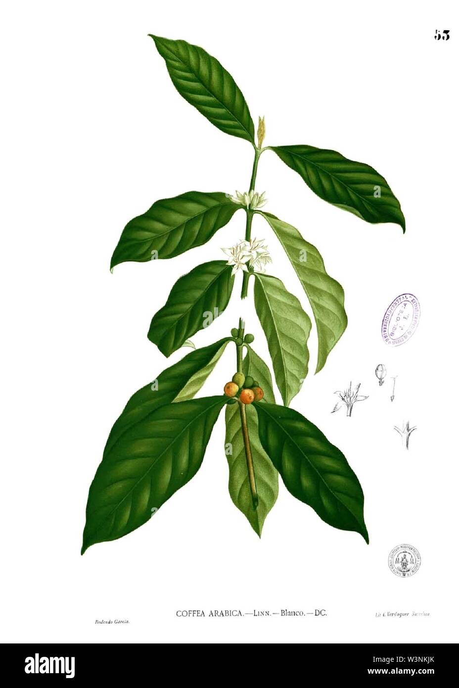 Coffea arabica history hi-res stock photography and images - Alamy