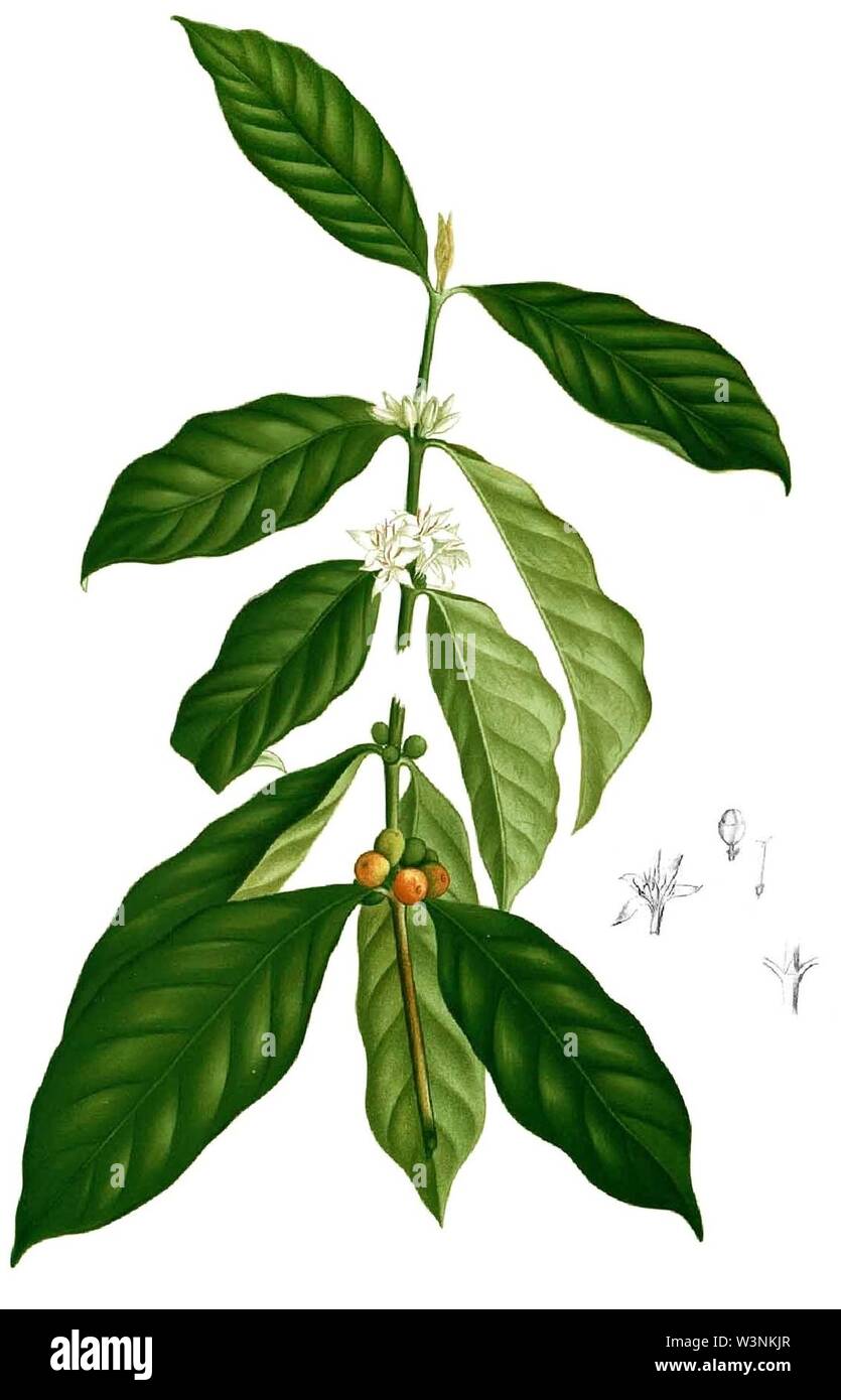 Coffea arabica history hi-res stock photography and images - Alamy