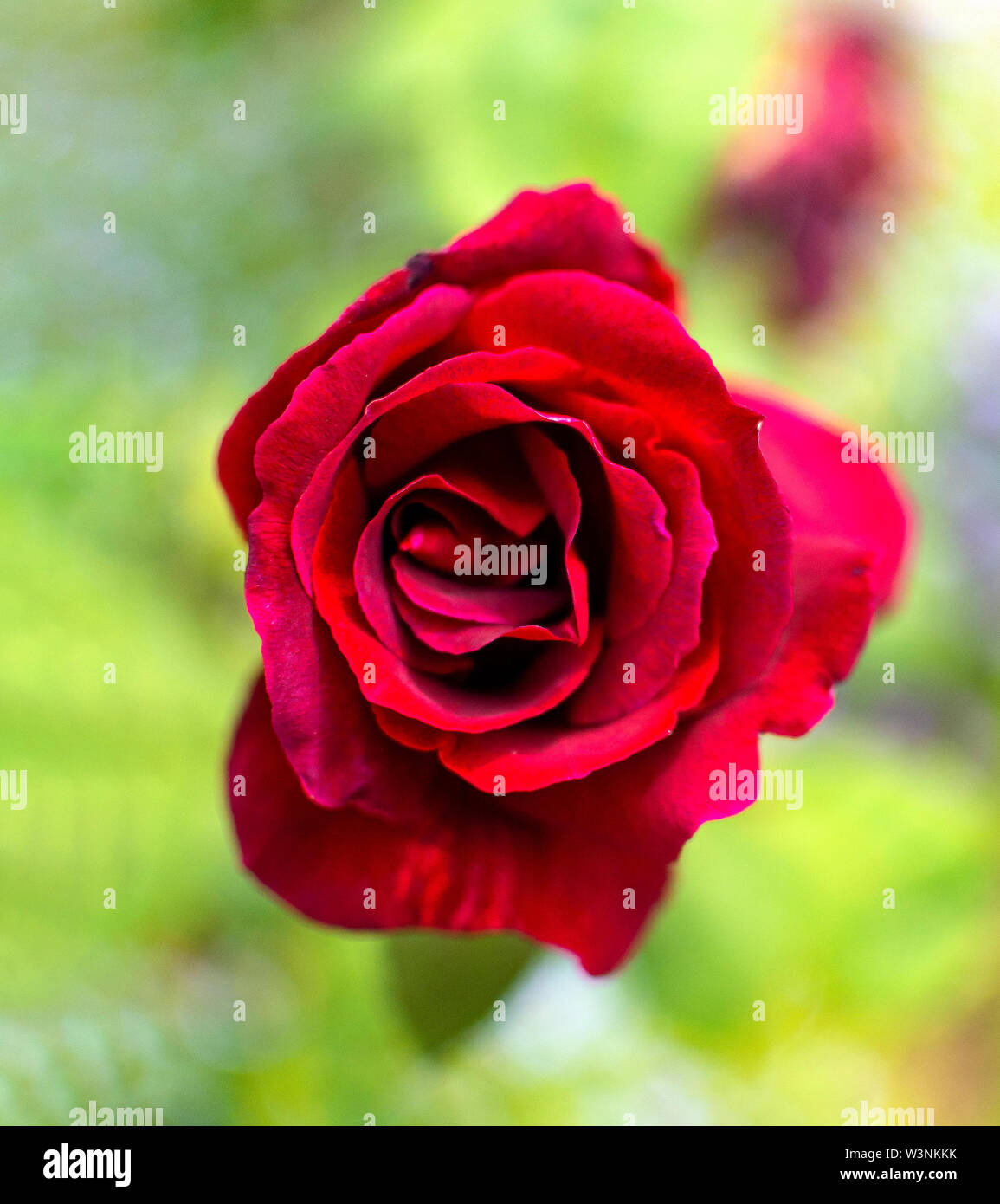 Romantic single hi-res stock photography and images - Alamy