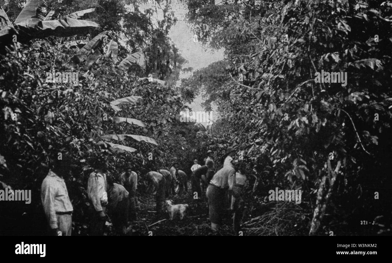 Coffee plantation in Costa Rica Stock Photo - Alamy