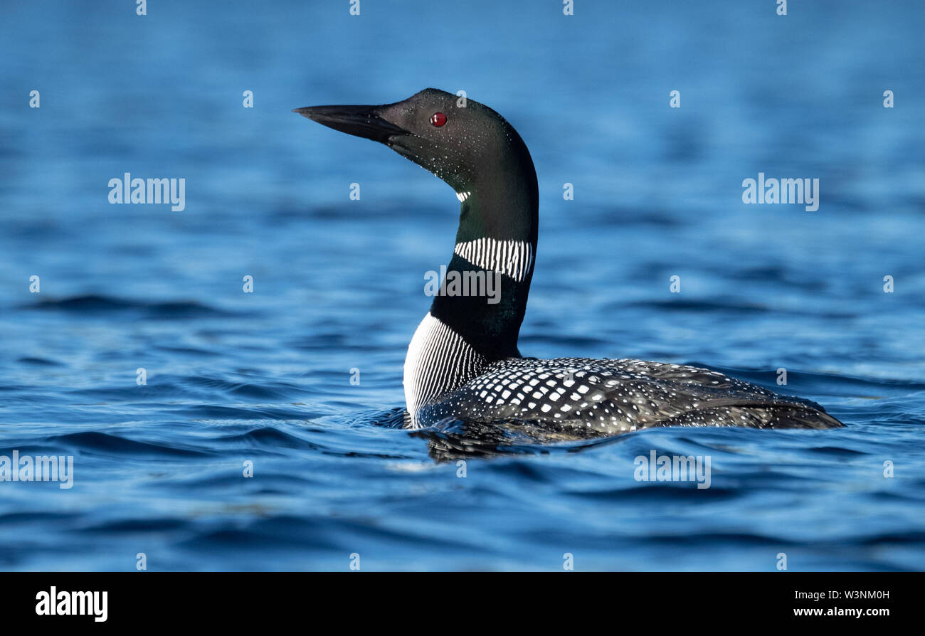 Common Loon in Acadia National Park Maine Stock Photo - Alamy