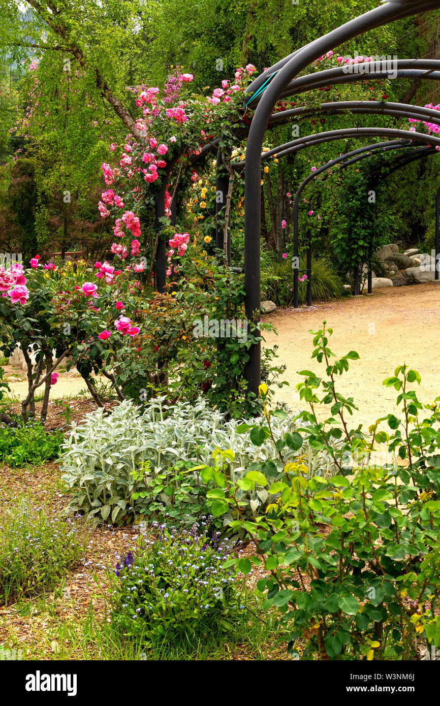 Roses Garden Climbing High Resolution Stock Photography and Images - Alamy