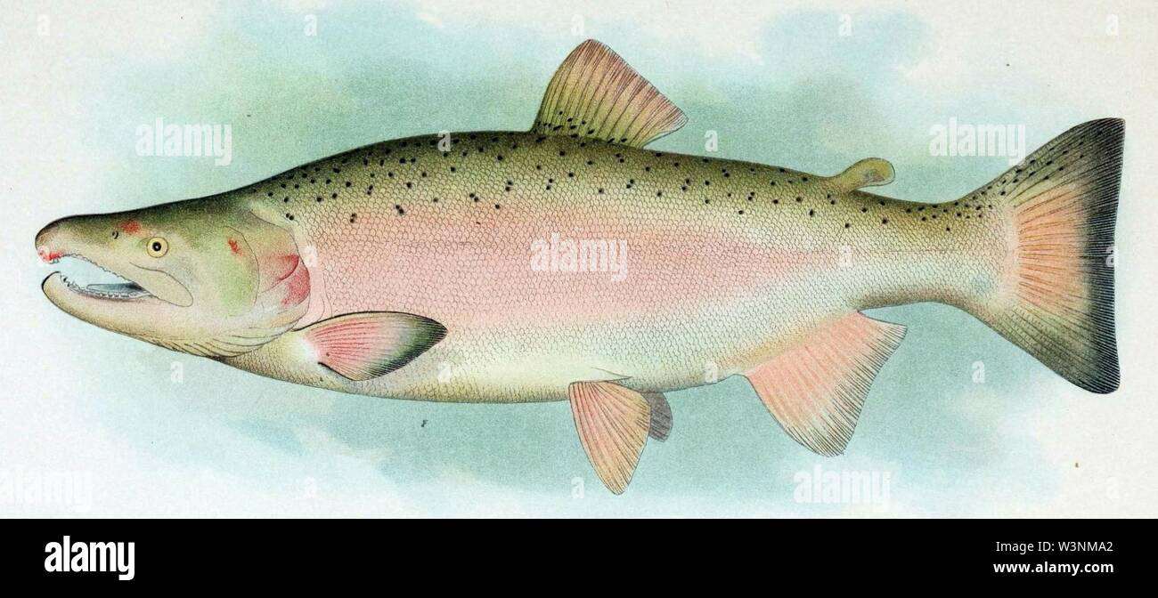 Coho Salmon Breeding Male Stock Photo - Alamy
