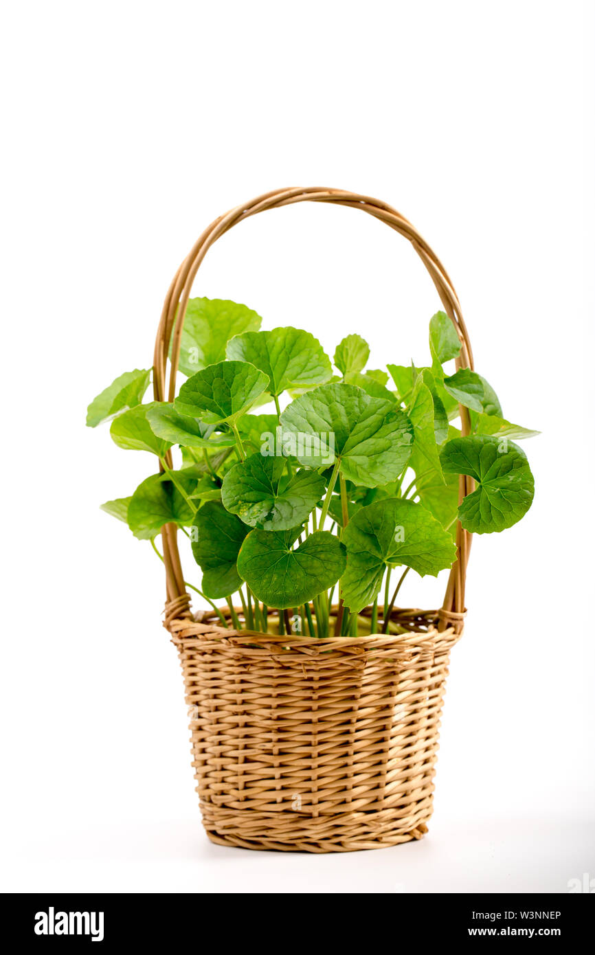 gotu kola leaves on white background,gotu kola in basket on white ...
