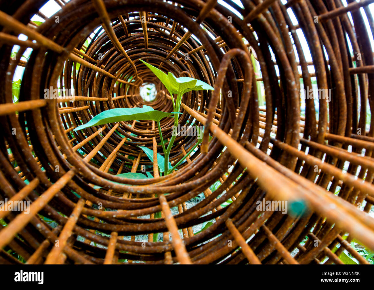 Top leaf of morning glory insert in the roll of rusty steel wire mesh ...