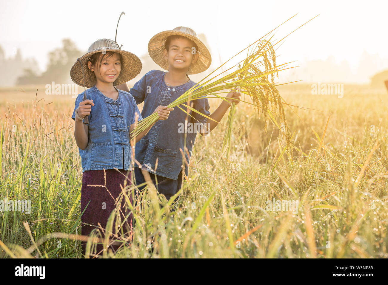 Asian children farmer on yellow rice field in the morning Stock Photo ...