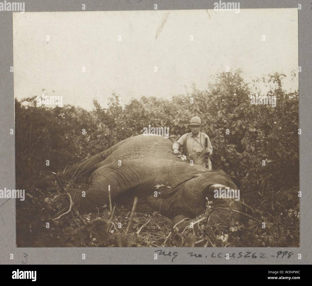 Col. Roosevelt and a bull elephant shot at Meru Stock Photo - Alamy