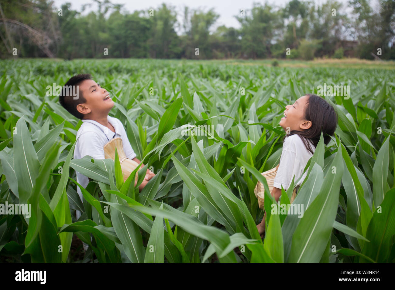 Children in corn field hi-res stock photography and images - Alamy