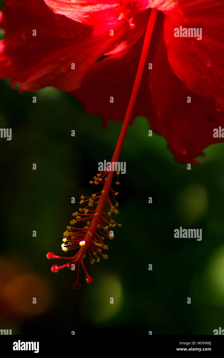Stamens and pollen on stalks holding long pollen of red hibiscus flower ...