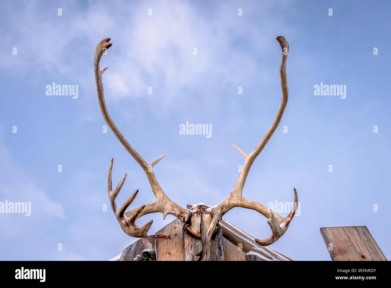 Close up of a reindeer massive antlers attached to the top of a wooden ...