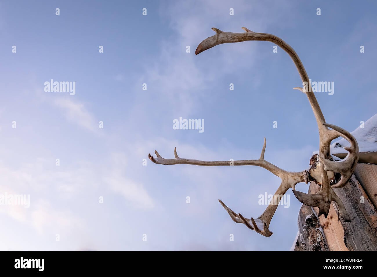 Close up of a reindeer massive antlers attached to the top of a wooden ...