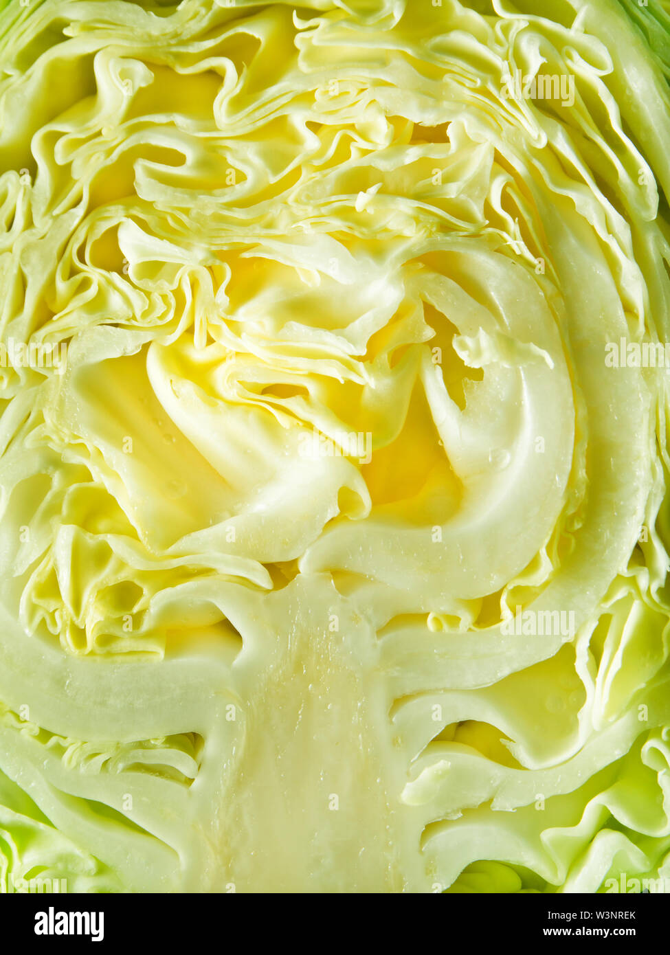 Close up to the texture of inside a Cabbage Stock Photo - Alamy