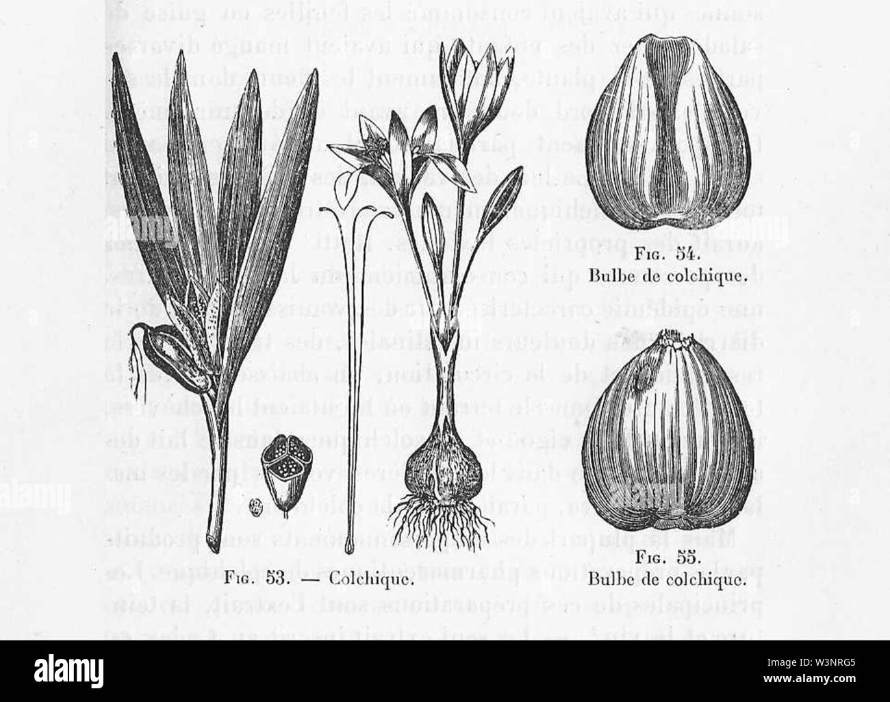 Colchique - plante dessinée Stock Photo - Alamy