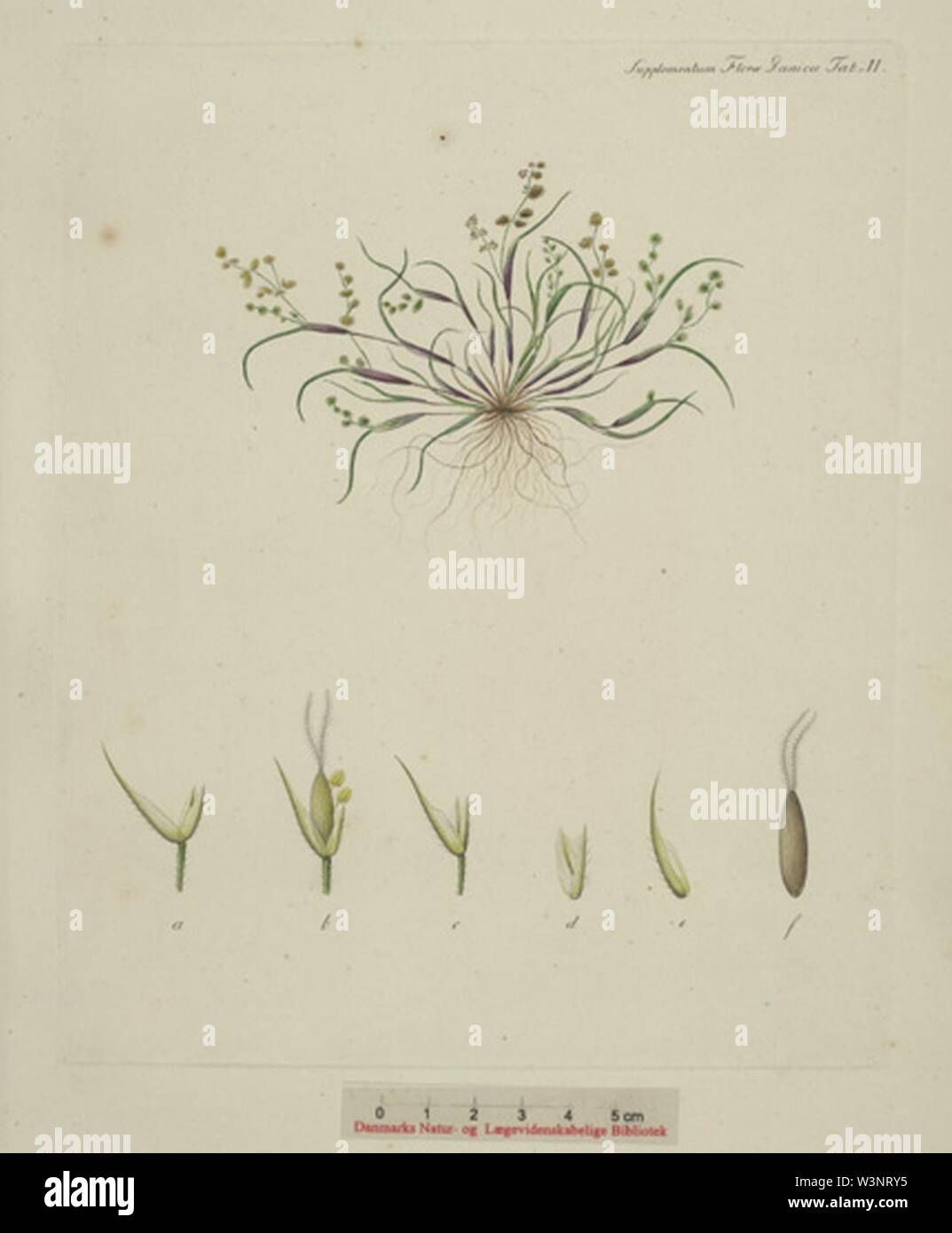 Coleanthus subtilis hi-res stock photography and images - Alamy