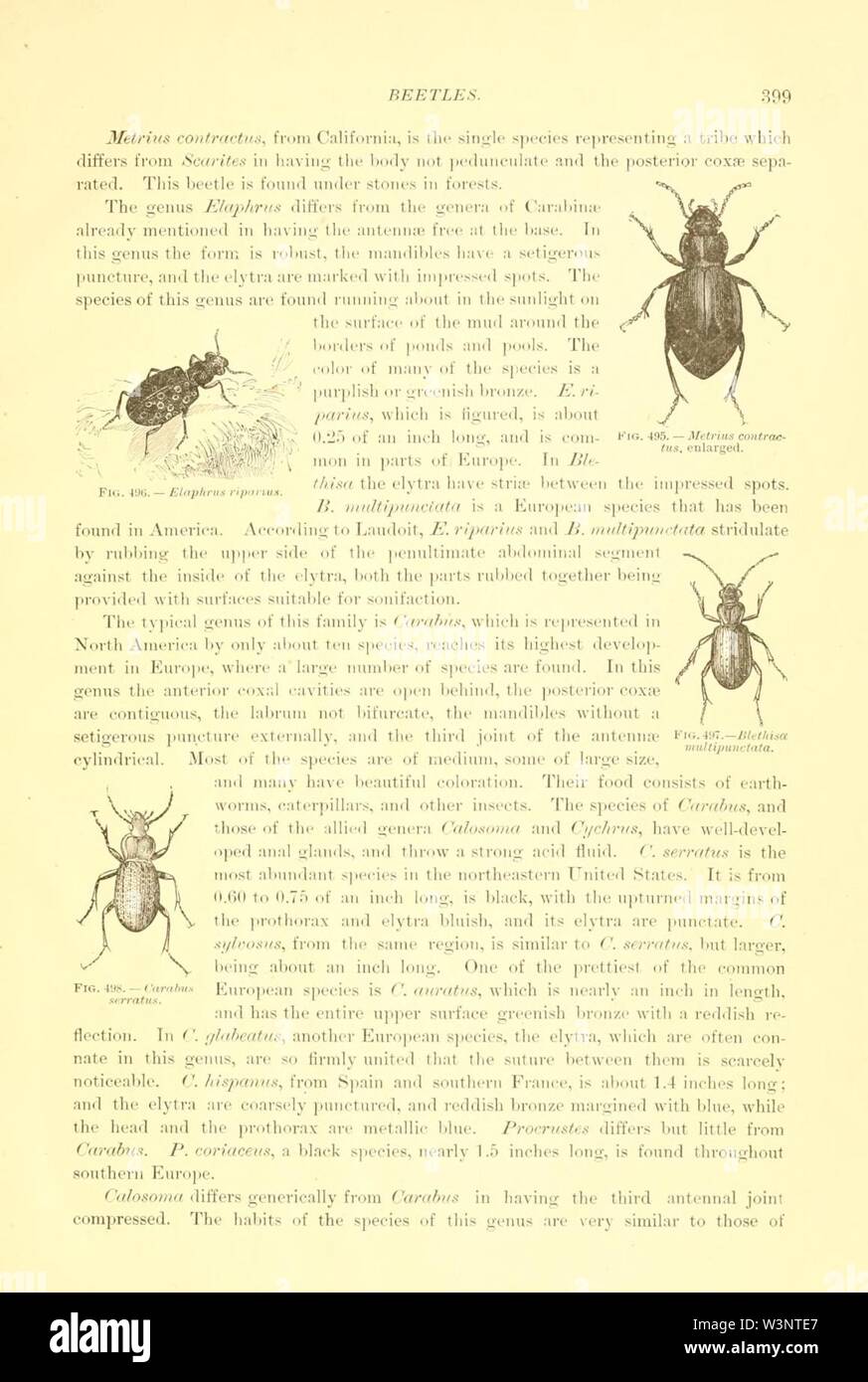 Coleoptera (Page 399 Stock Photo - Alamy