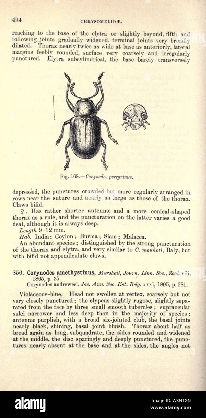 Coleoptera (Page 494 Stock Photo - Alamy