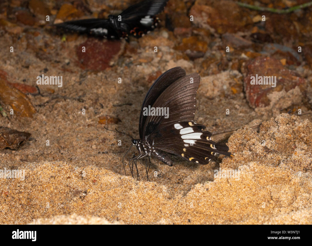 Helen butterfly hi-res stock photography and images - Alamy
