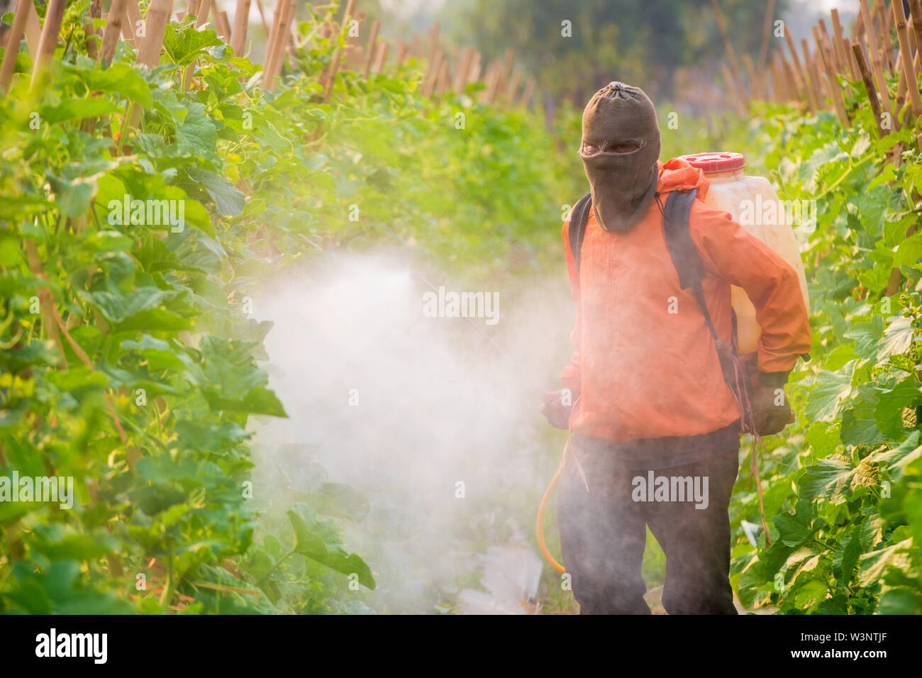 Spraying pesticide hi-res stock photography and images - Alamy