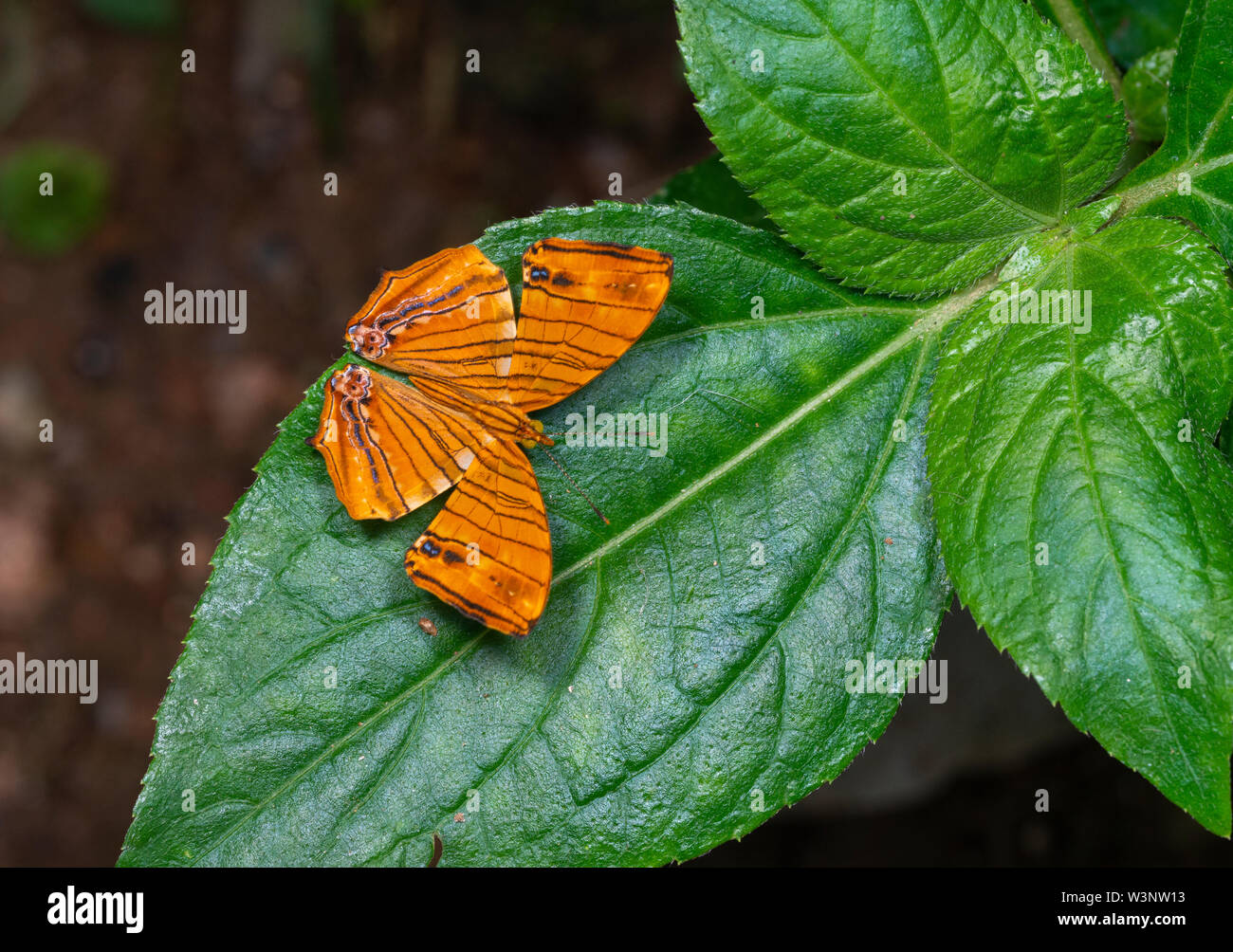 Maplet Butterfly at Garo Hills,Meghalaya,India Stock Photo - Alamy