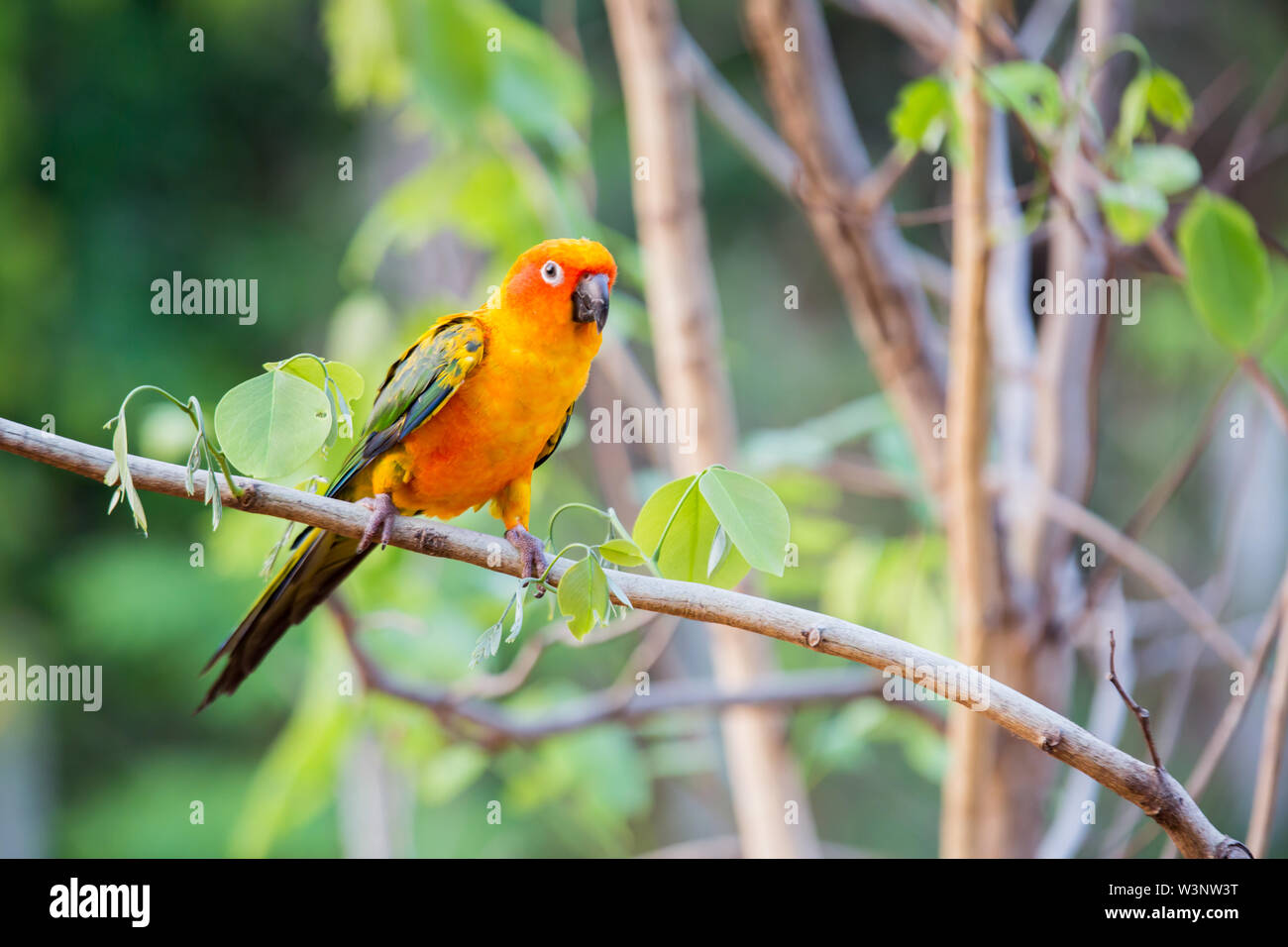 Sun Conure Parrots with nature background Stock Photo - Alamy