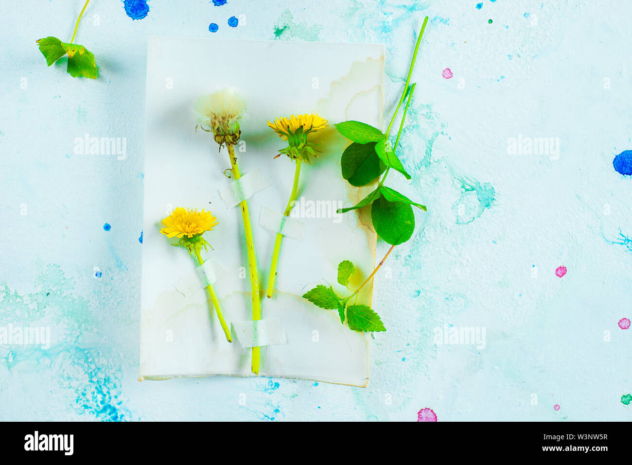 Dandelion and clover header on a watercolor background Stock Photo - Alamy