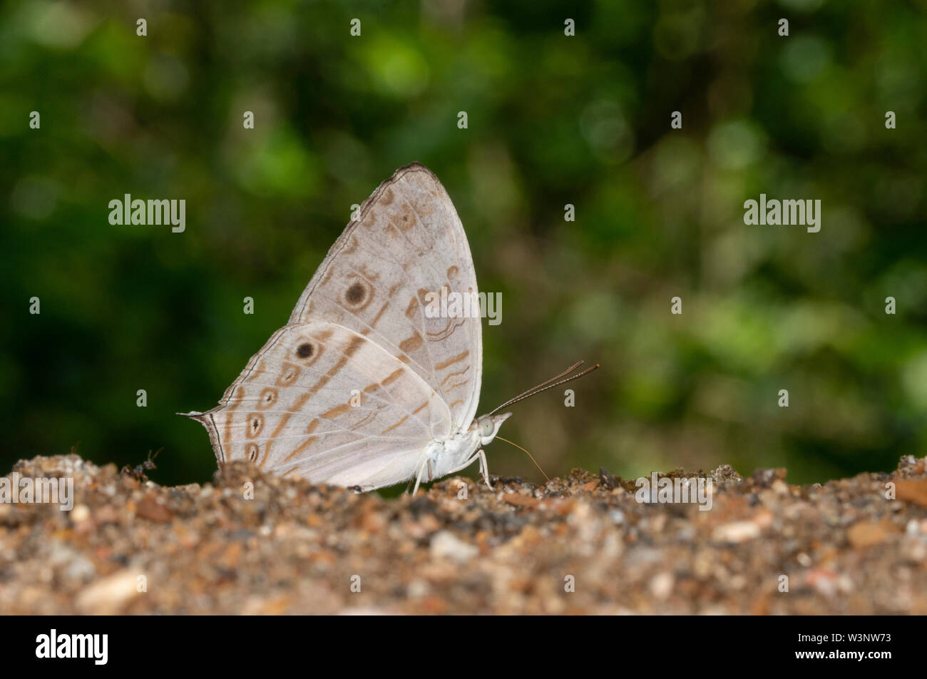 Marbeled map Butterfly closed wing at Garo Hills,Meghalaya,India Stock ...